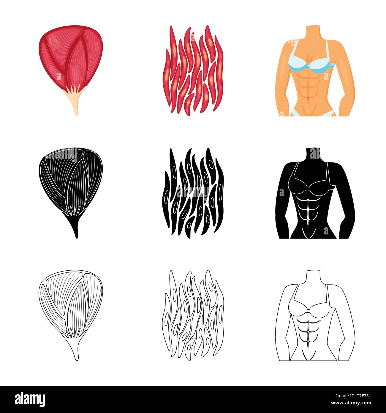 Vector design of fiber and muscular icon. Set of fiber and body stock ...