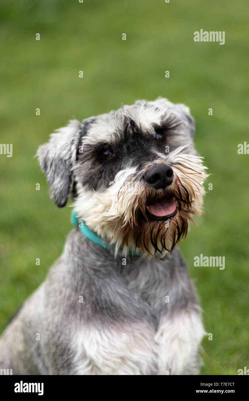 Bearded wire hi-res stock photography and images - Alamy