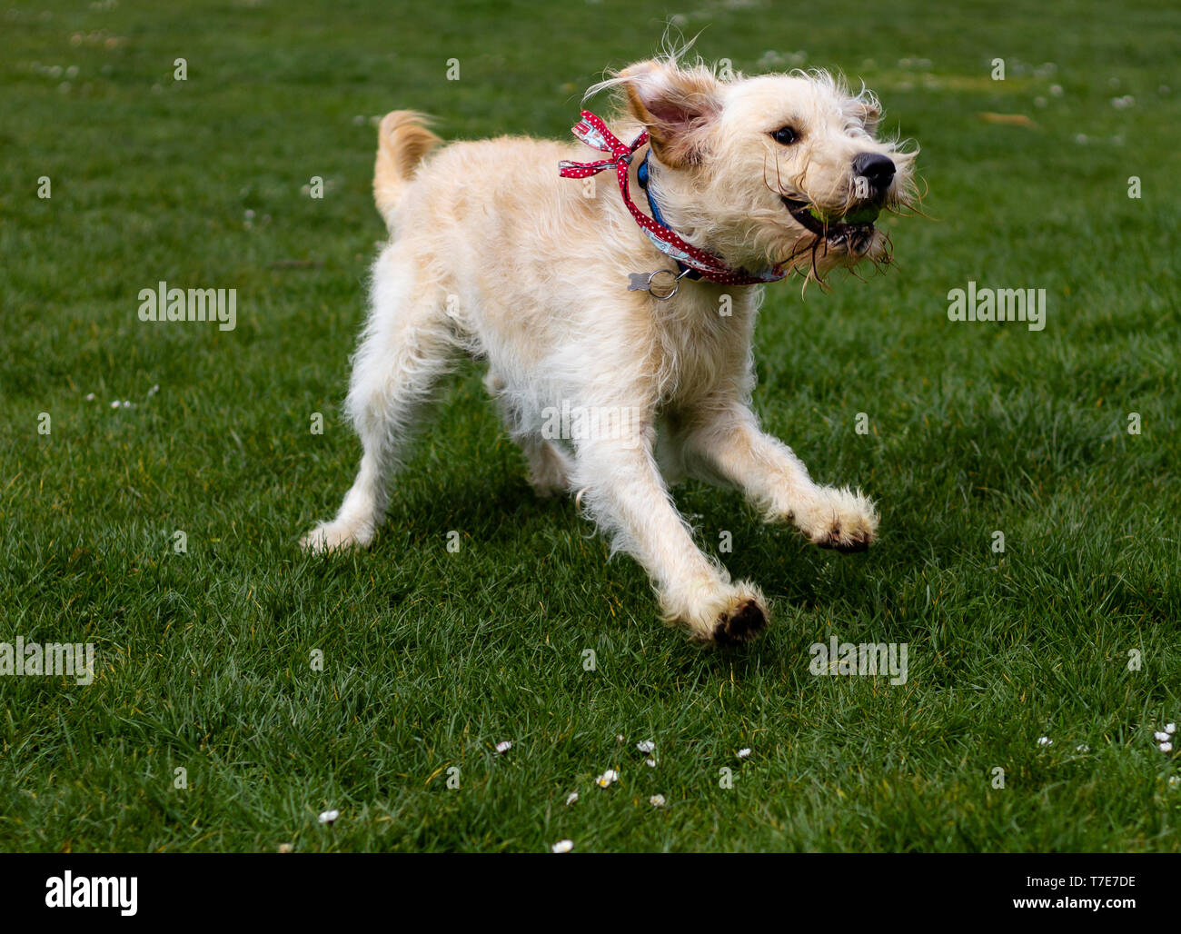 Dog running towards camera Stock Photo - Alamy