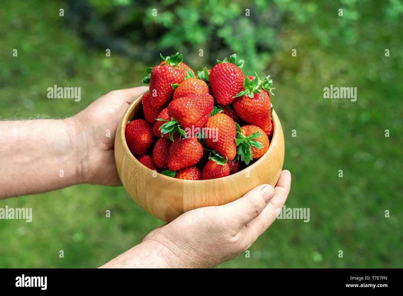 Close-up farmer's hand holding and offering red tasty ripe organic ...