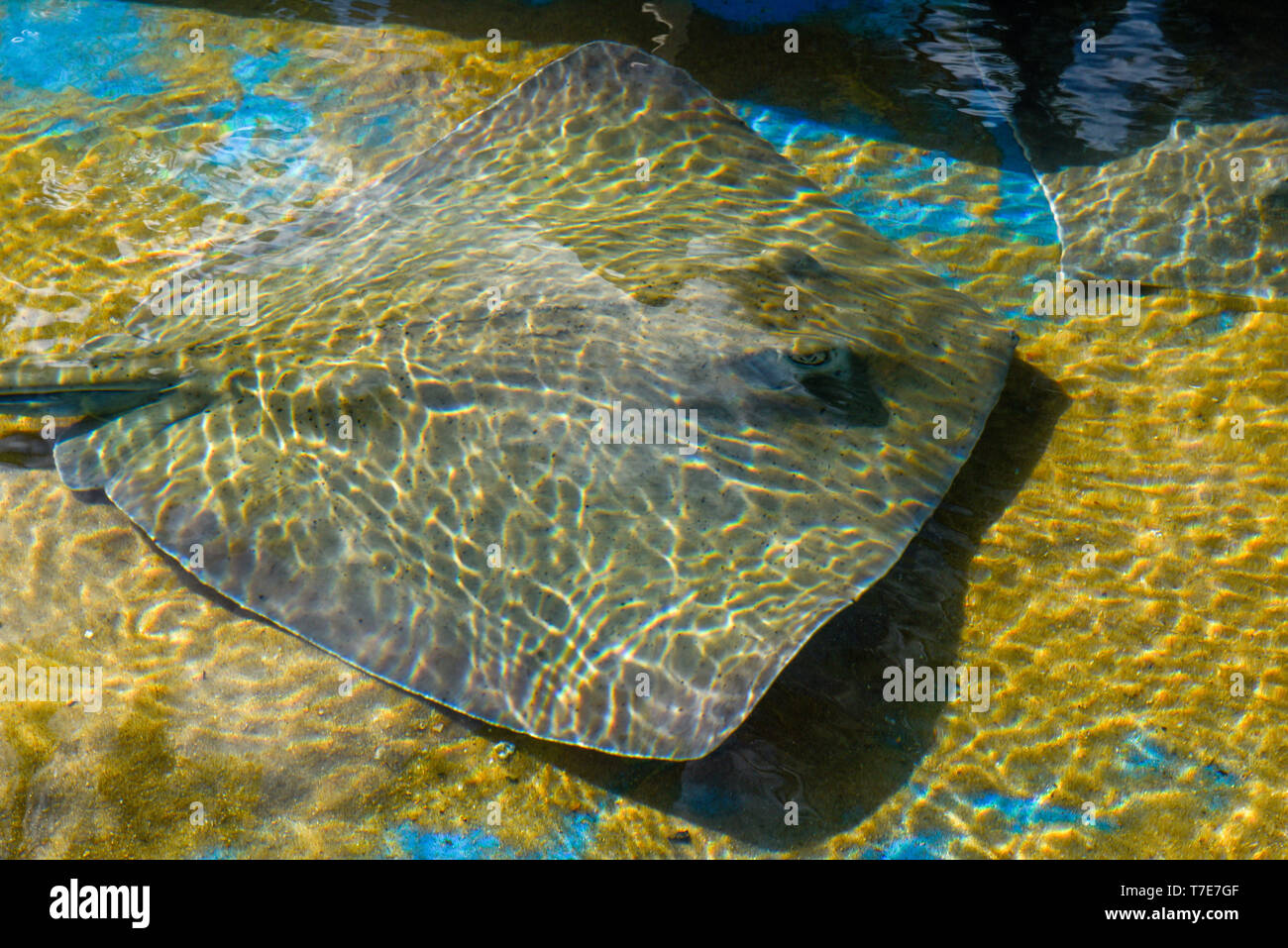 Breed fish on Project Tamar tank at Praia do Forte in Brazil Stock ...