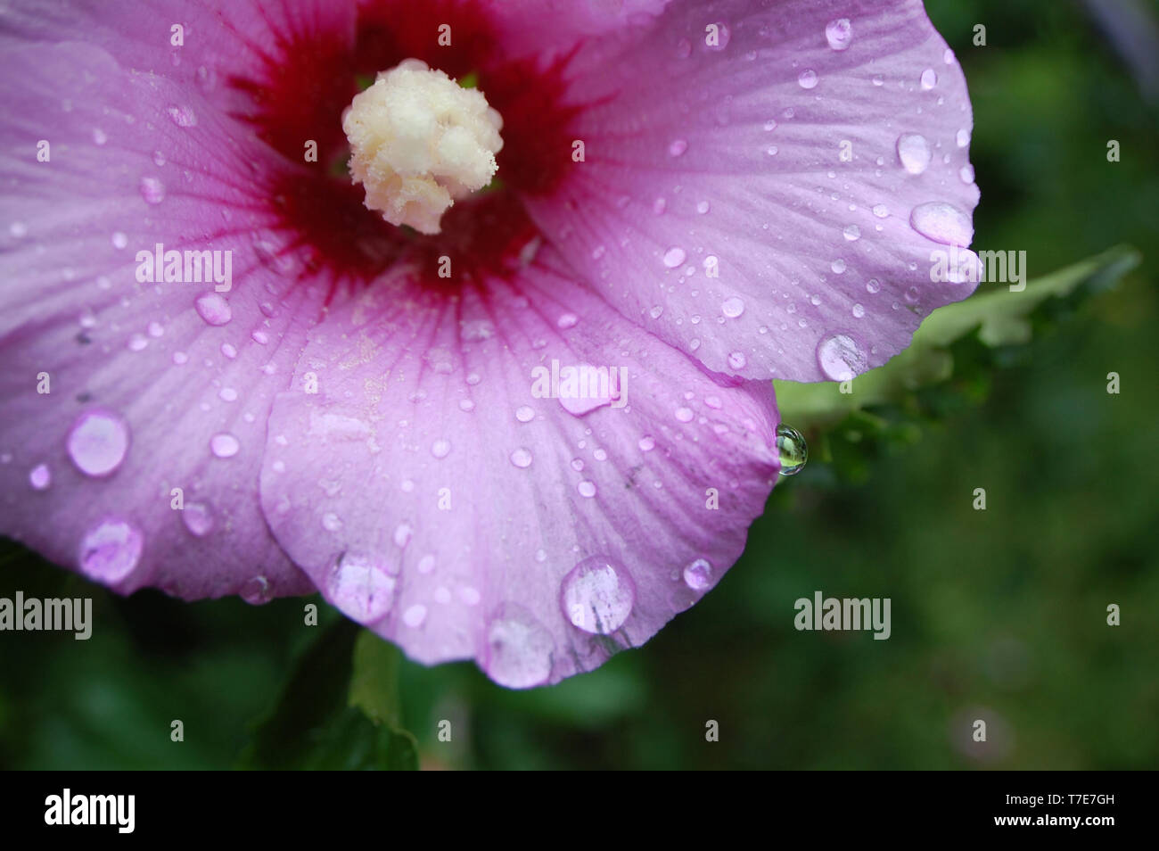Macro shot of morning dew on a wild Hibiscus flower Stock Photo - Alamy