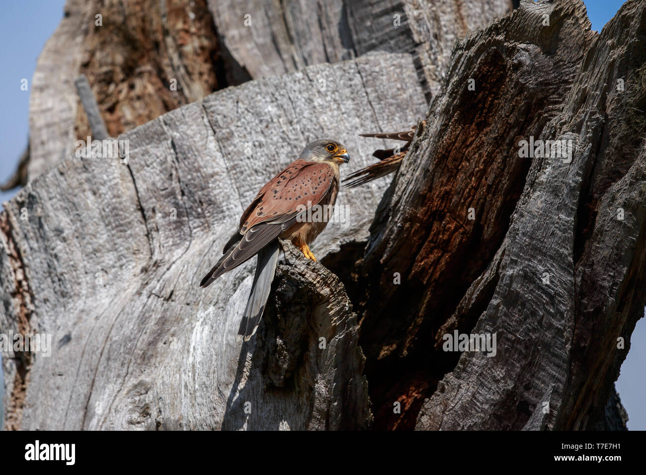 The common kestrel is a bird of prey species belonging to the kestrel ...