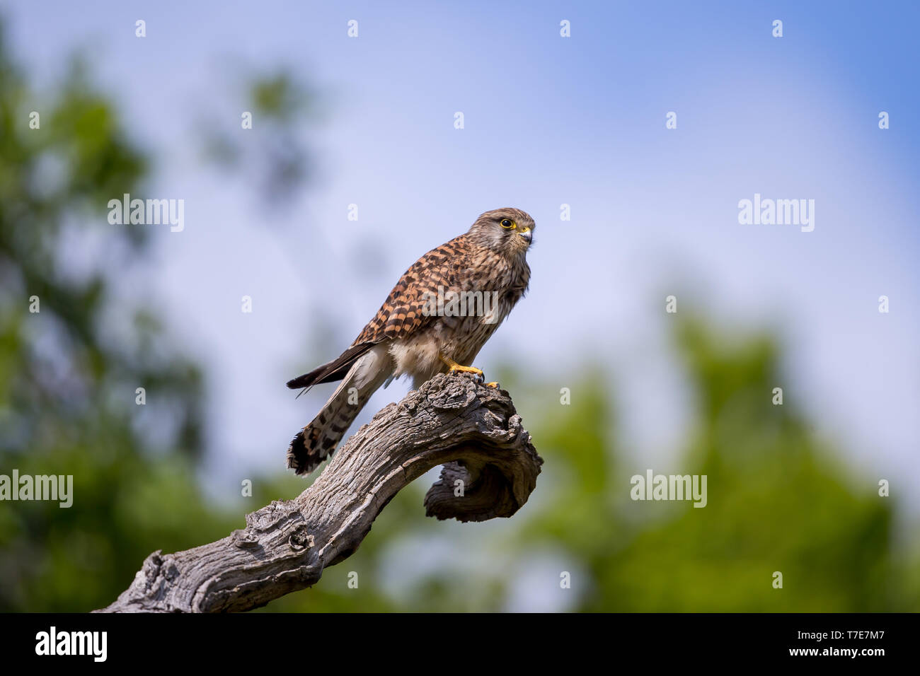 The common kestrel is a bird of prey species belonging to the kestrel ...