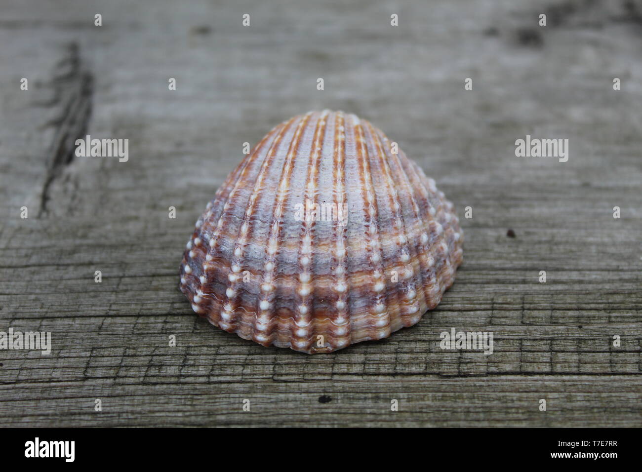 Cockle shell hi-res stock photography and images - Alamy