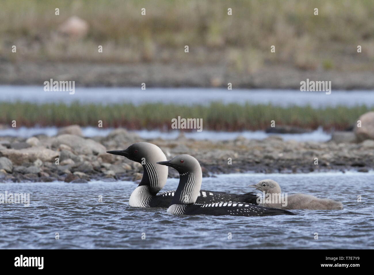 A family of Pacific Loons (Gavia pacifica) also known as Pacific Divers ...