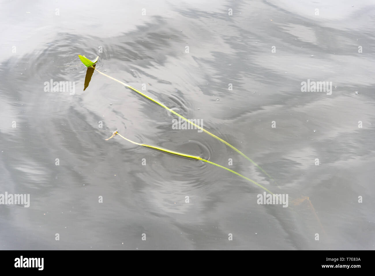 abstract texture of water reflections in calm weather Stock Photo - Alamy