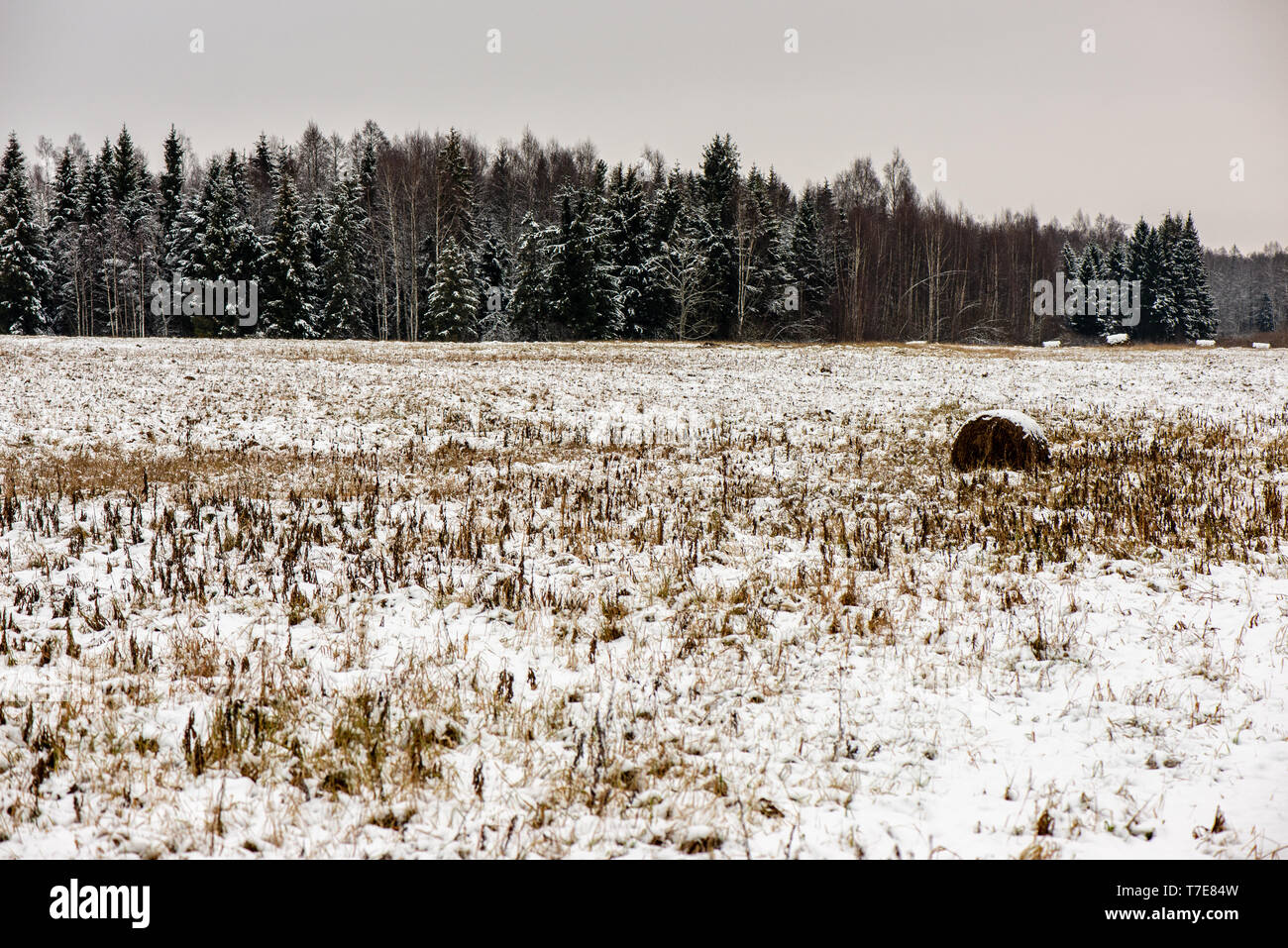 frozen ground texture in winter countryside. cloudy day Stock Photo - Alamy