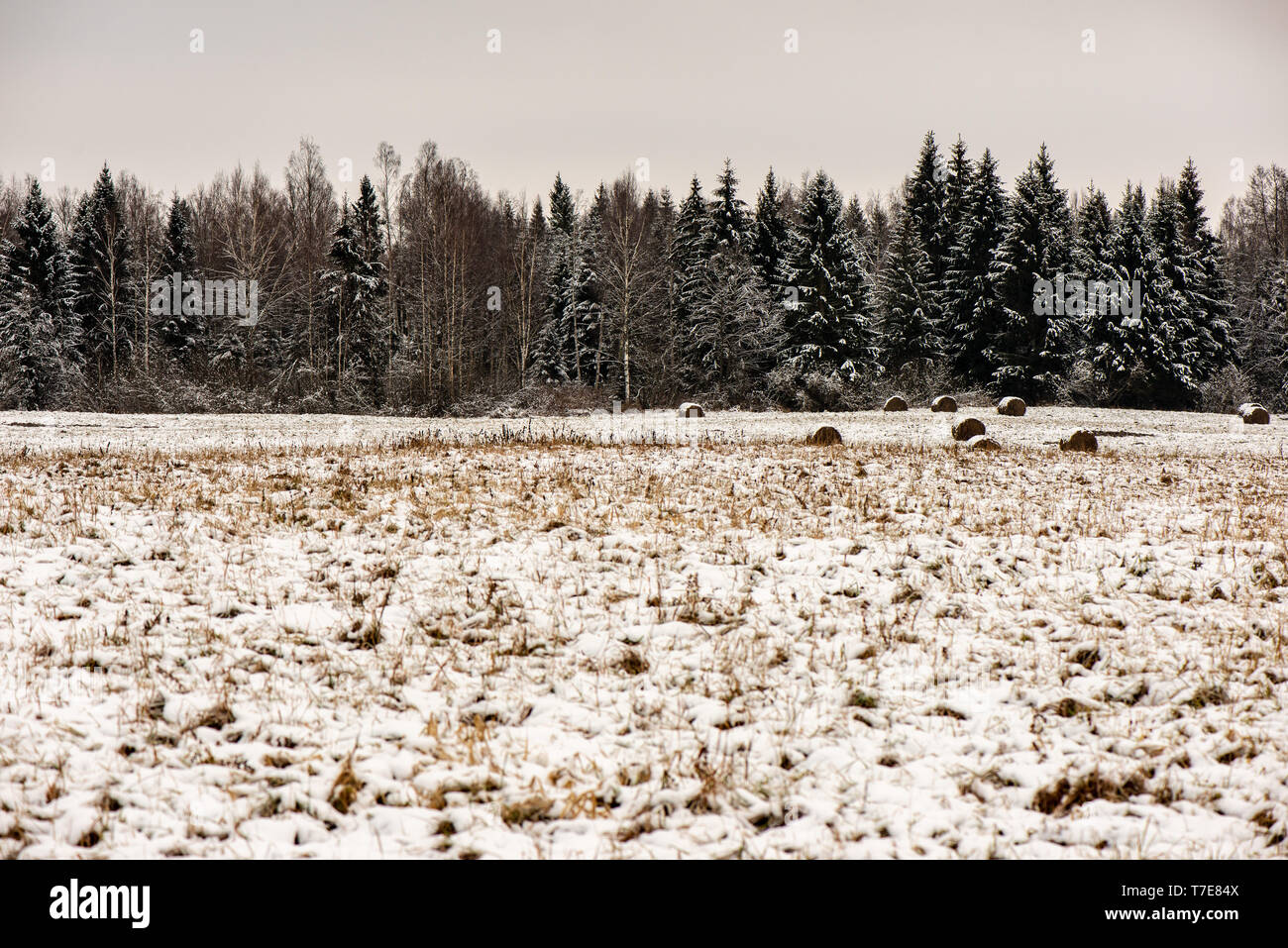 Frozen Ground Texture