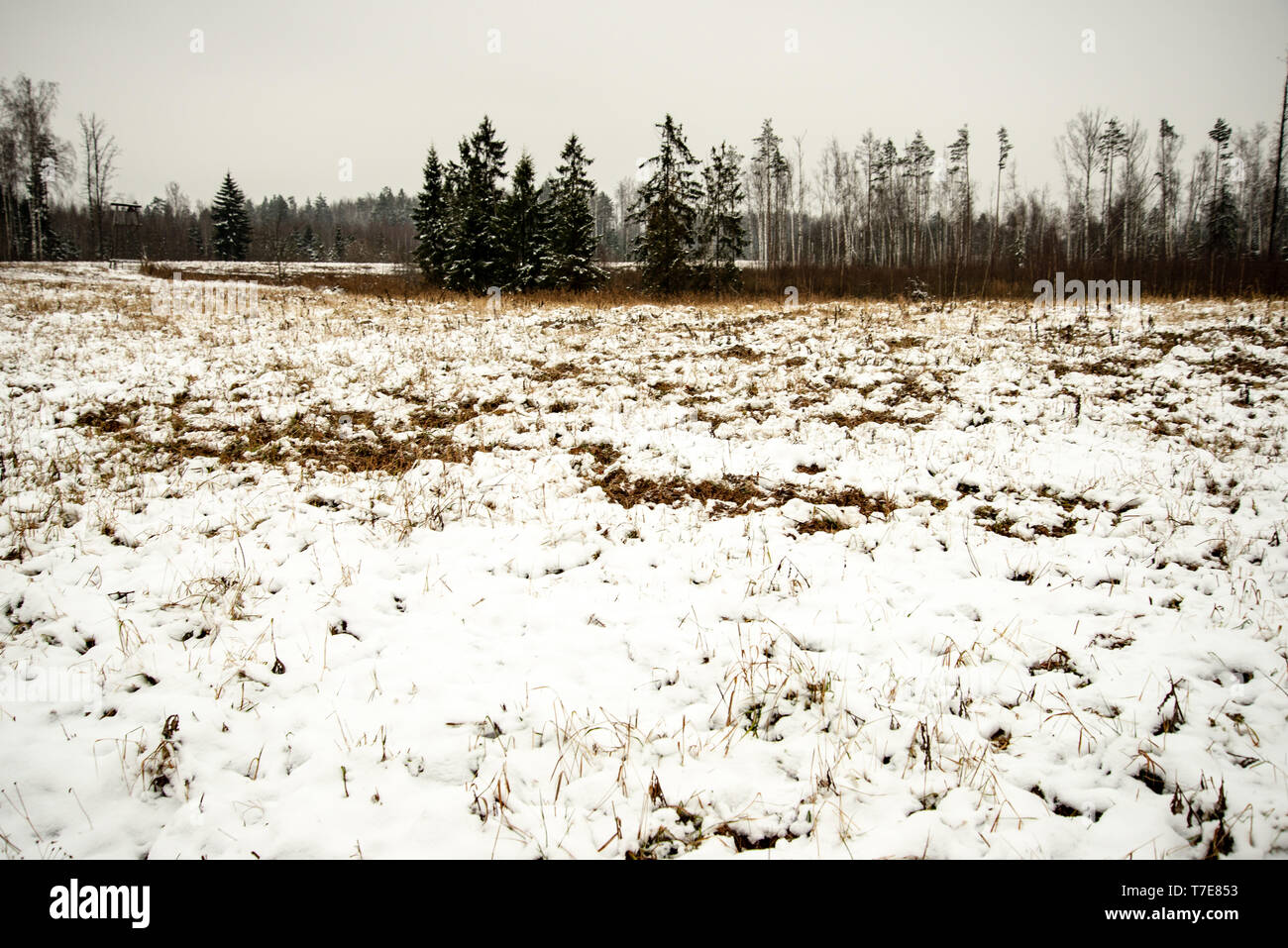 Frozen Ground Texture