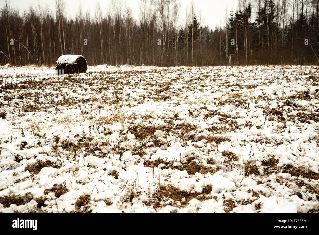 frozen ground texture in winter countryside. cloudy day Stock Photo - Alamy