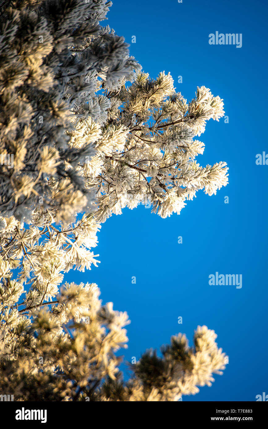 frozen tree branches with frost on blue sky background in winter day ...