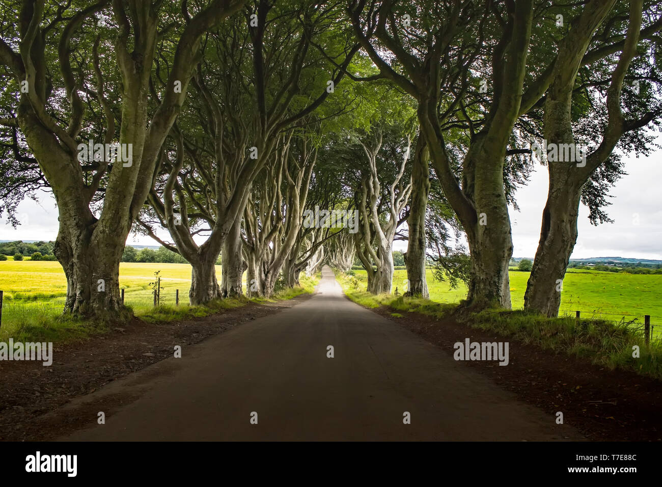 These are some very old oaktrees, it was captured in Ireland Stock ...