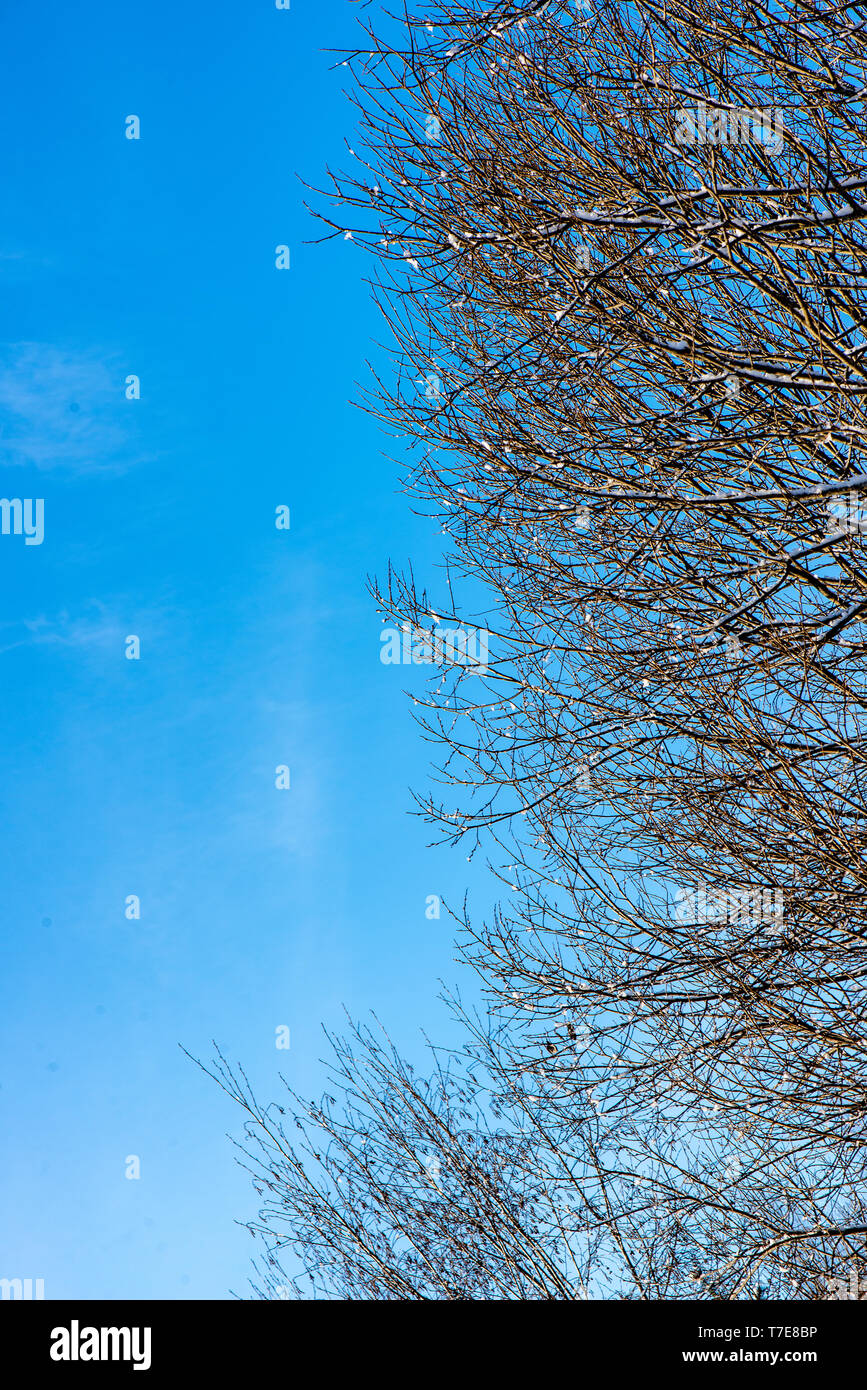 frozen tree branches with frost on blue sky background in winter day ...