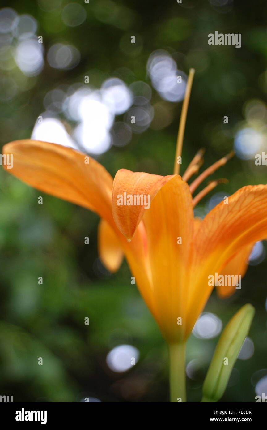 Orange tiger lillies hi-res stock photography and images - Alamy