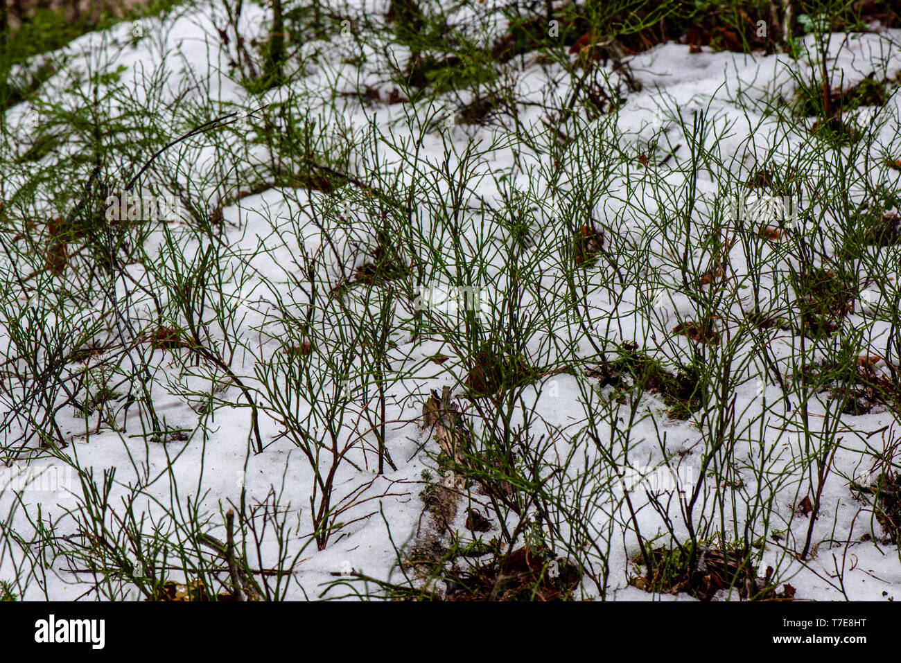 frozen ground texture in winter countryside. cloudy day Stock Photo - Alamy