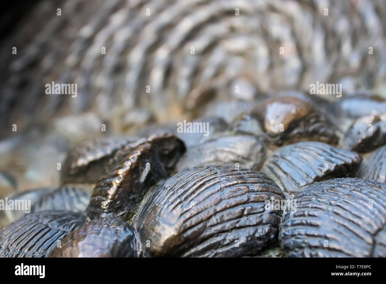 Drawing of clam shell hi-res stock photography and images - Alamy