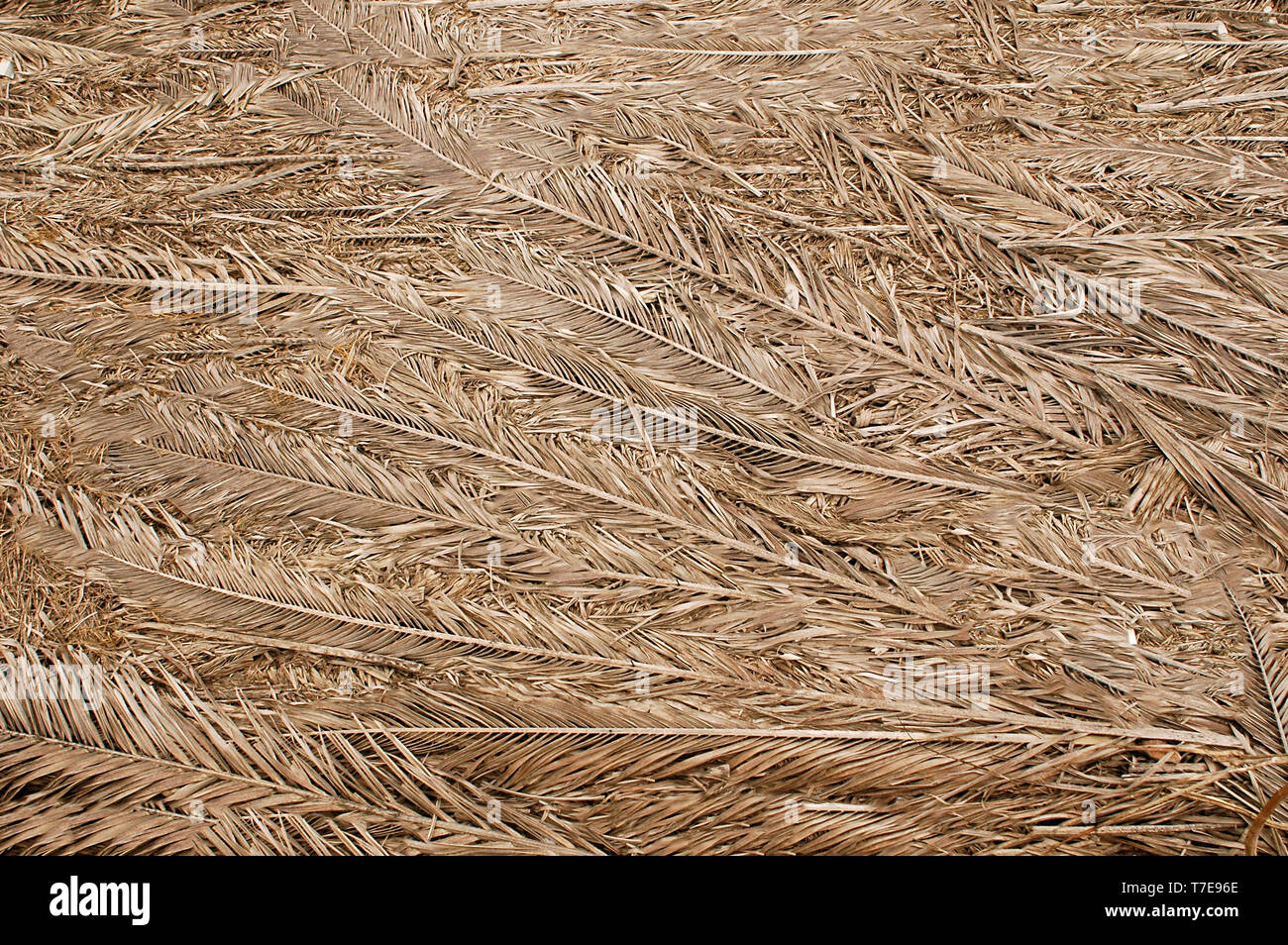 Dried palm tree leaves roof hi-res stock photography and images - Alamy Dried palm tree leaves roof hi-res stock photography and images - Alamy