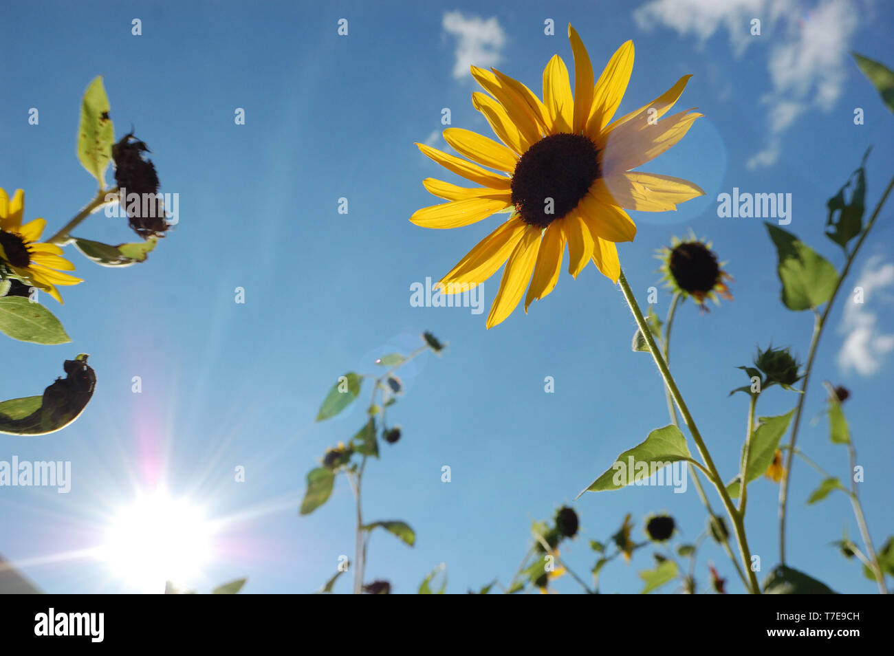 Sunflower backlit hi-res stock photography and images - Alamy