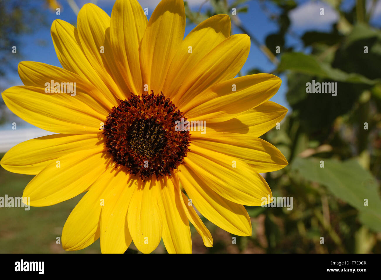 Closeup shot bud sunflower hi-res stock photography and images - Alamy