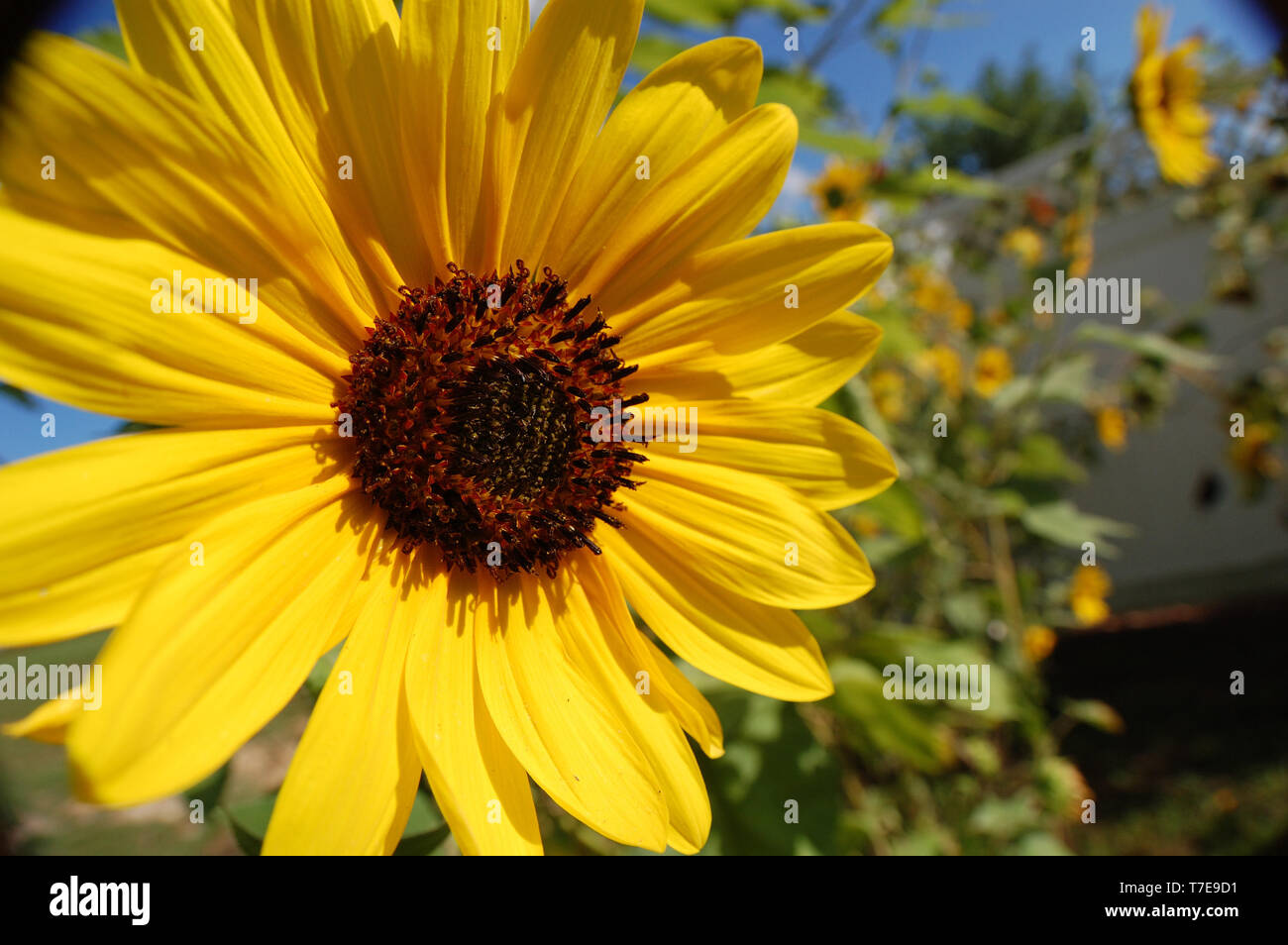 Closeup shot bud sunflower hi-res stock photography and images - Alamy