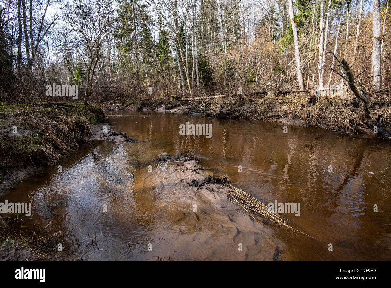 country forest river in early spring with no vegetation on the shores ...