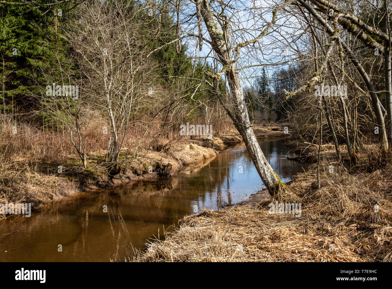 country forest river in early spring with no vegetation on the shores ...