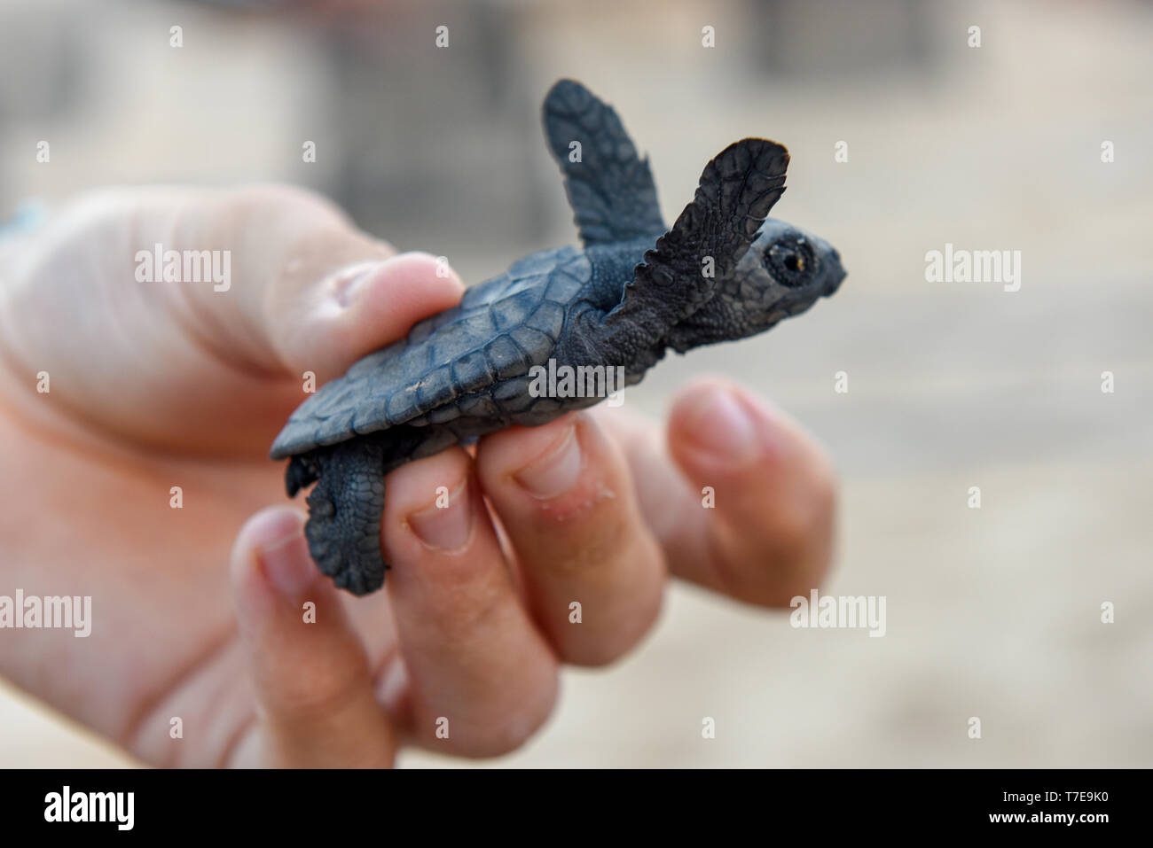 People observing baby turtles on Tamar project at Praia do Forte in ...