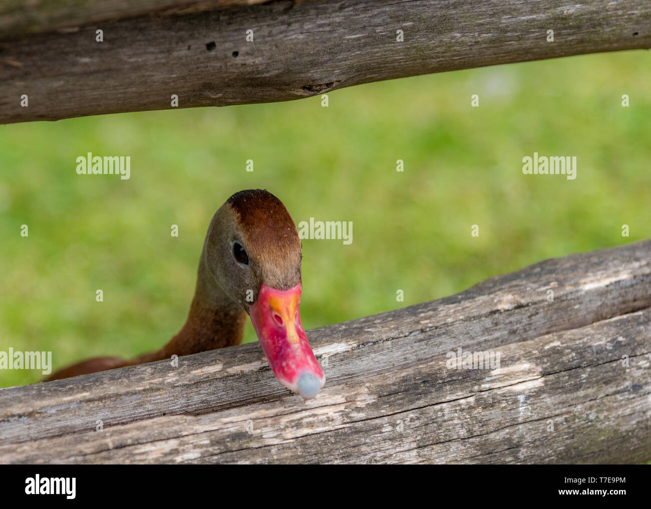Whistling duck, Black-bellied Whistling-duck, head shot looking through ...
