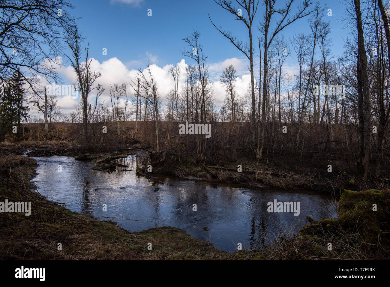 country forest river in early spring with no vegetation on the shores ...