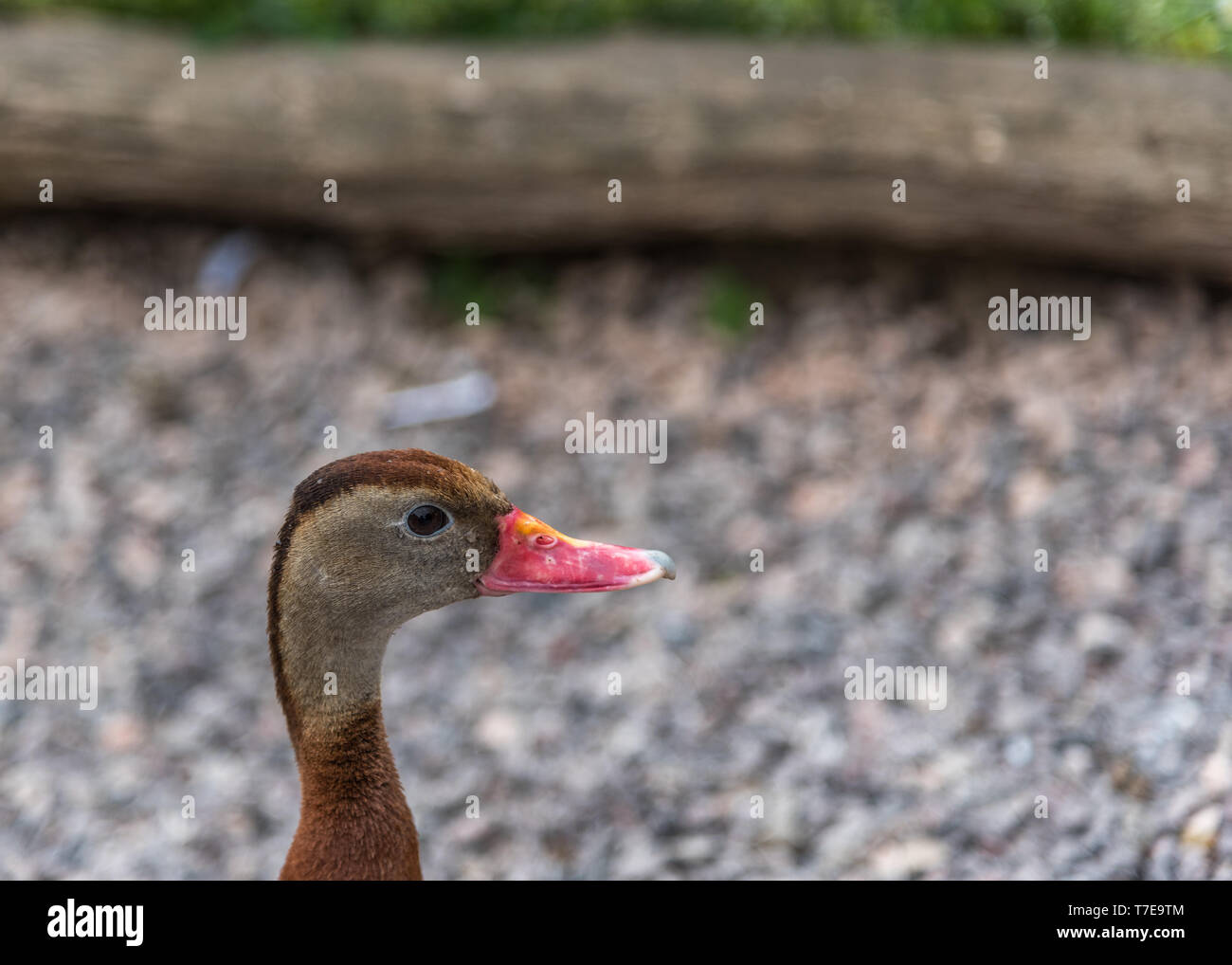 Whistling duck, Black-bellied Whistling-duck, head shot facing right ...