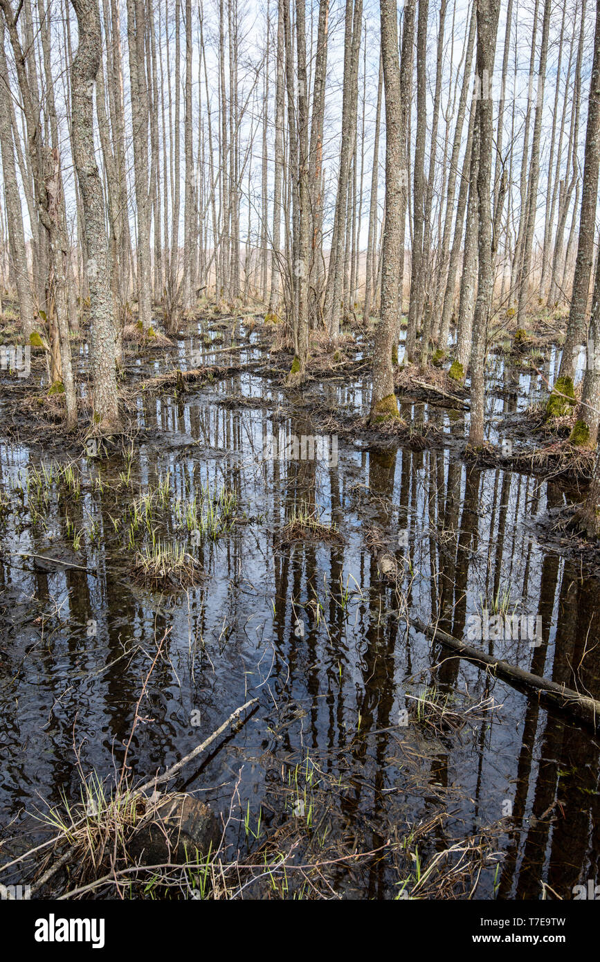 country forest river in early spring with no vegetation on the shores ...
