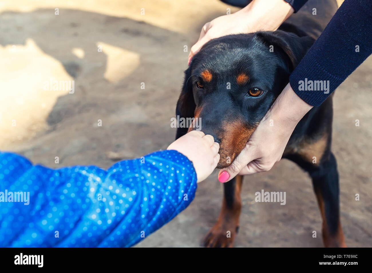 Baby little kid petting young german hunting terrier dog outdoors on ...