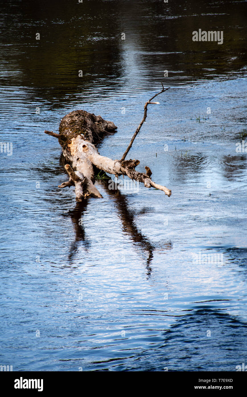dry old tree trunks in water in river early spring time with no ...