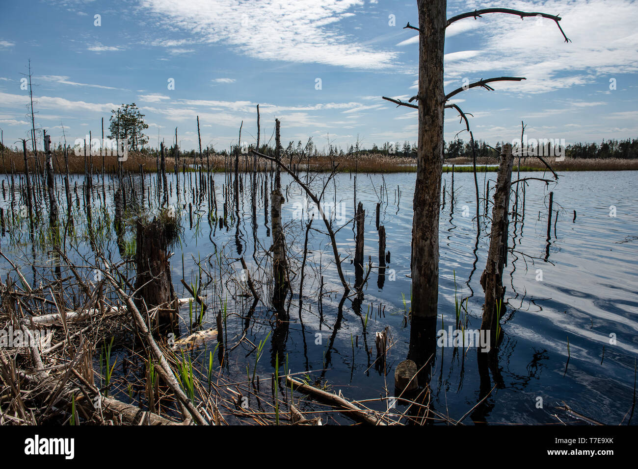 dry old tree trunks in water in river early spring time with no ...