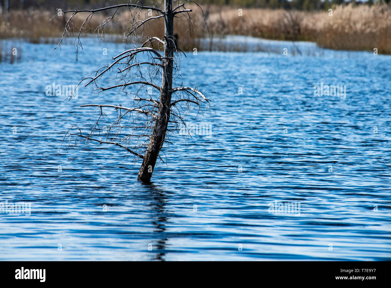 dry old tree trunks in water in river early spring time with no ...