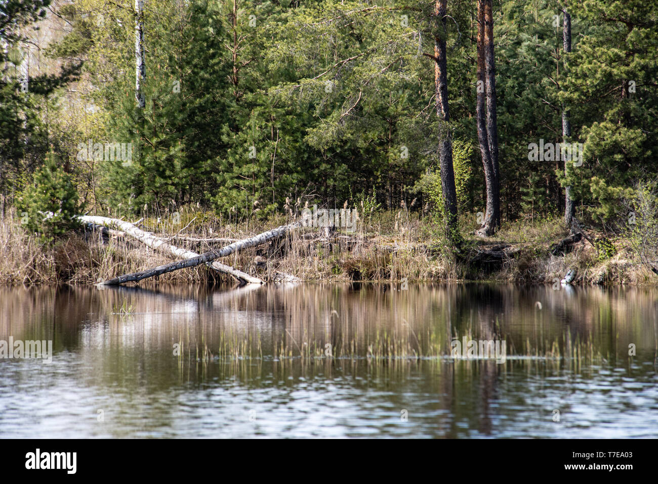dry old tree trunks in water in river early spring time with no ...