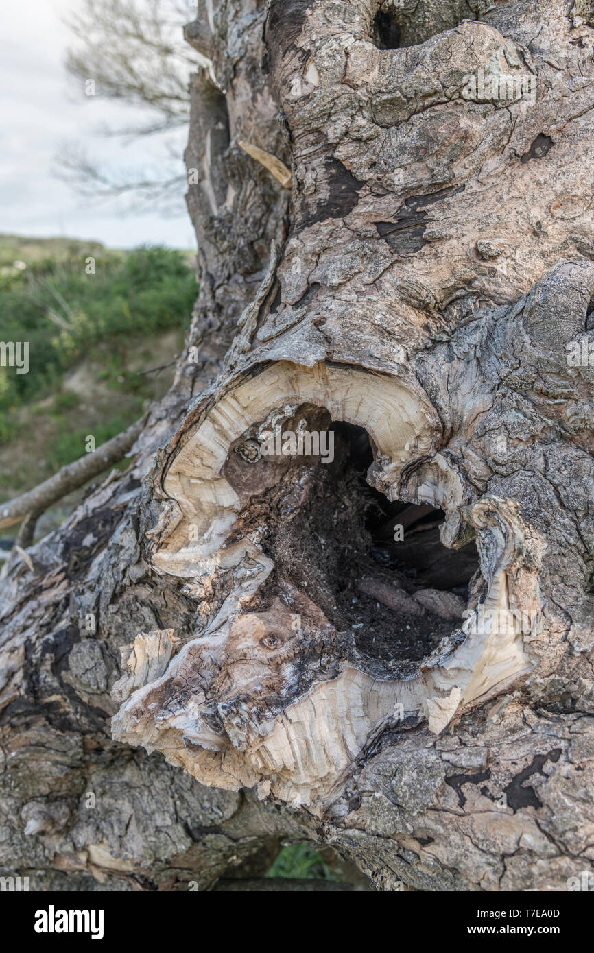 Collapsed Tree Stock Photos & Collapsed Tree Stock Images - Alamy