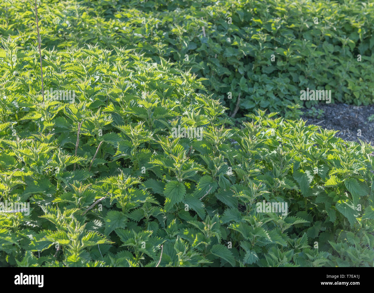 Patch of backlit nettle leaves in morning sunlight. Metaphor painful ...