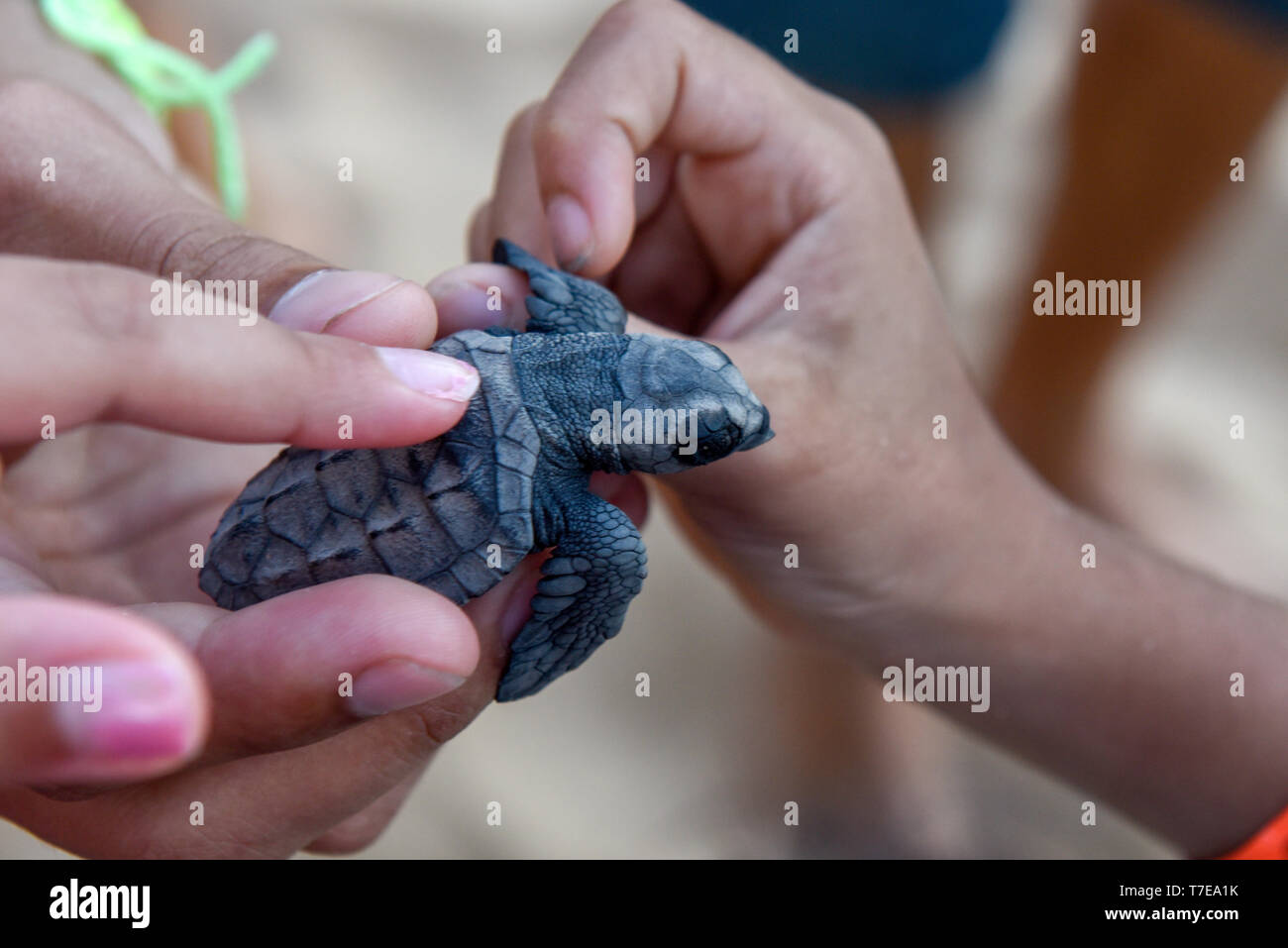 Turtle people hi-res stock photography and images - Alamy