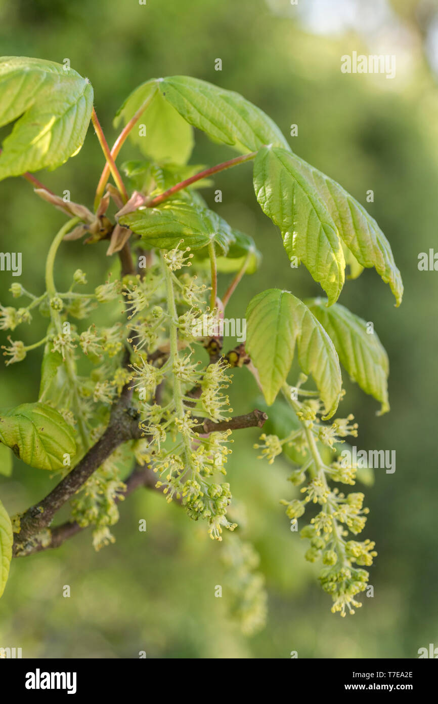 Sycamore leaves flowers hi-res stock photography and images - Alamy
