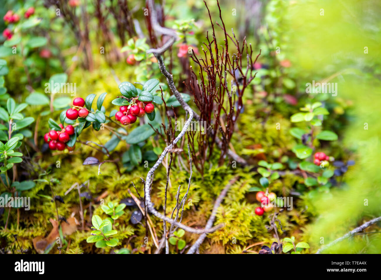 red lingonberry cranberries growing in moss in forest. autumn, blur ...
