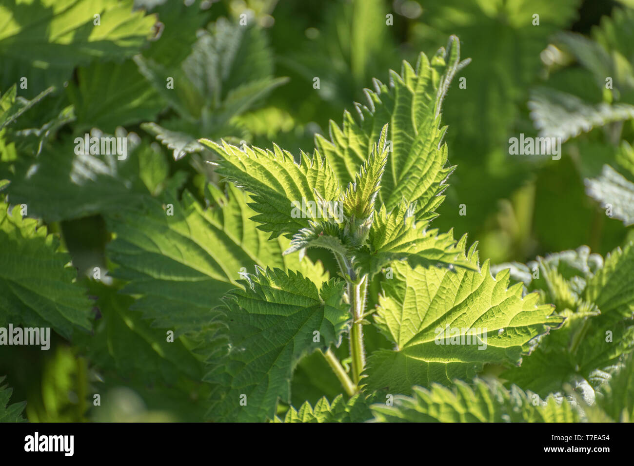 Patch of backlit nettle leaves in morning sunlight. Metaphor painful ...