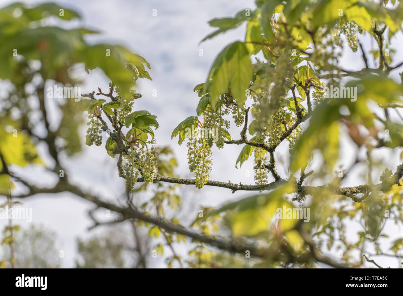 Sycamore Tree Canopy High Resolution Stock Photography and Images - Alamy