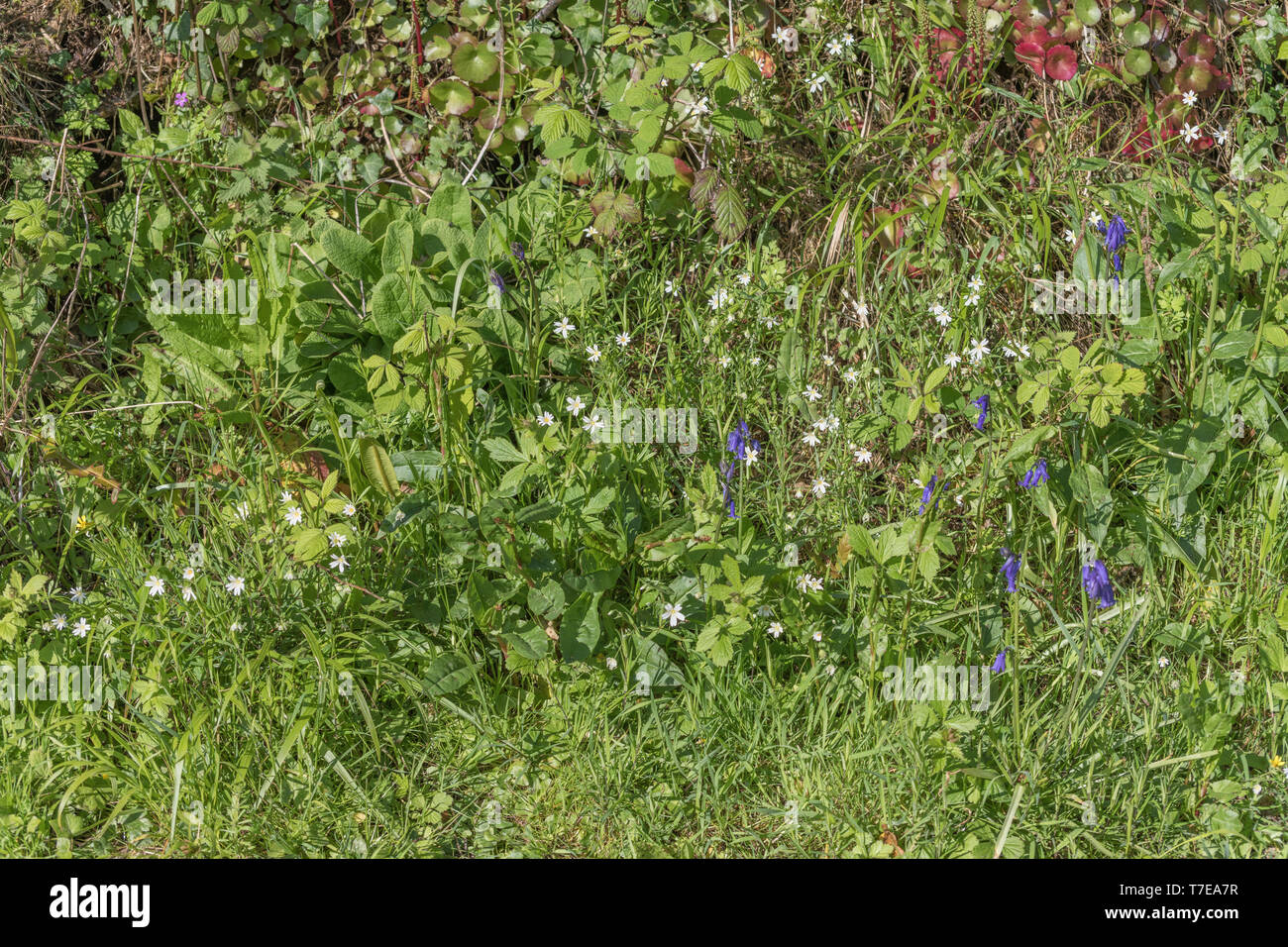 Late springtime patch of wild flowers in a Cornish hedgerow Stock Photo ...