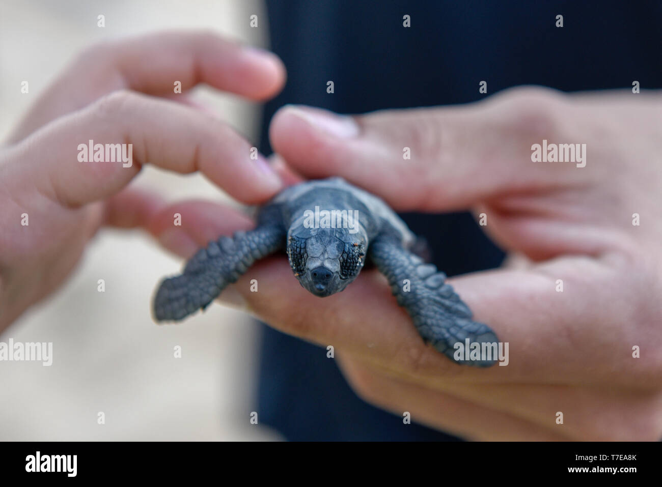People observing baby turtles on Tamar project at Praia do Forte in ...