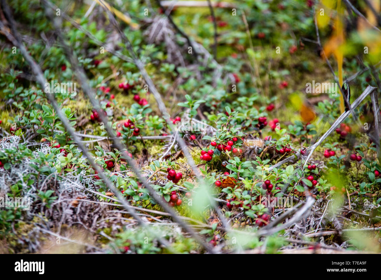 red lingonberry cranberries growing in moss in forest. autumn, blur ...