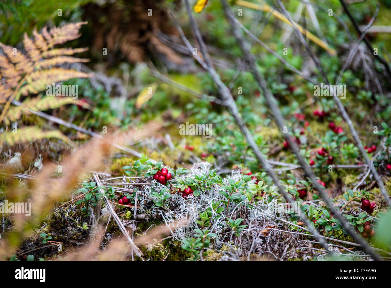 red lingonberry cranberries growing in moss in forest. autumn, blur ...