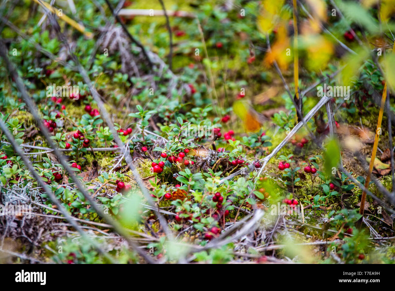 red lingonberry cranberries growing in moss in forest. autumn, blur ...