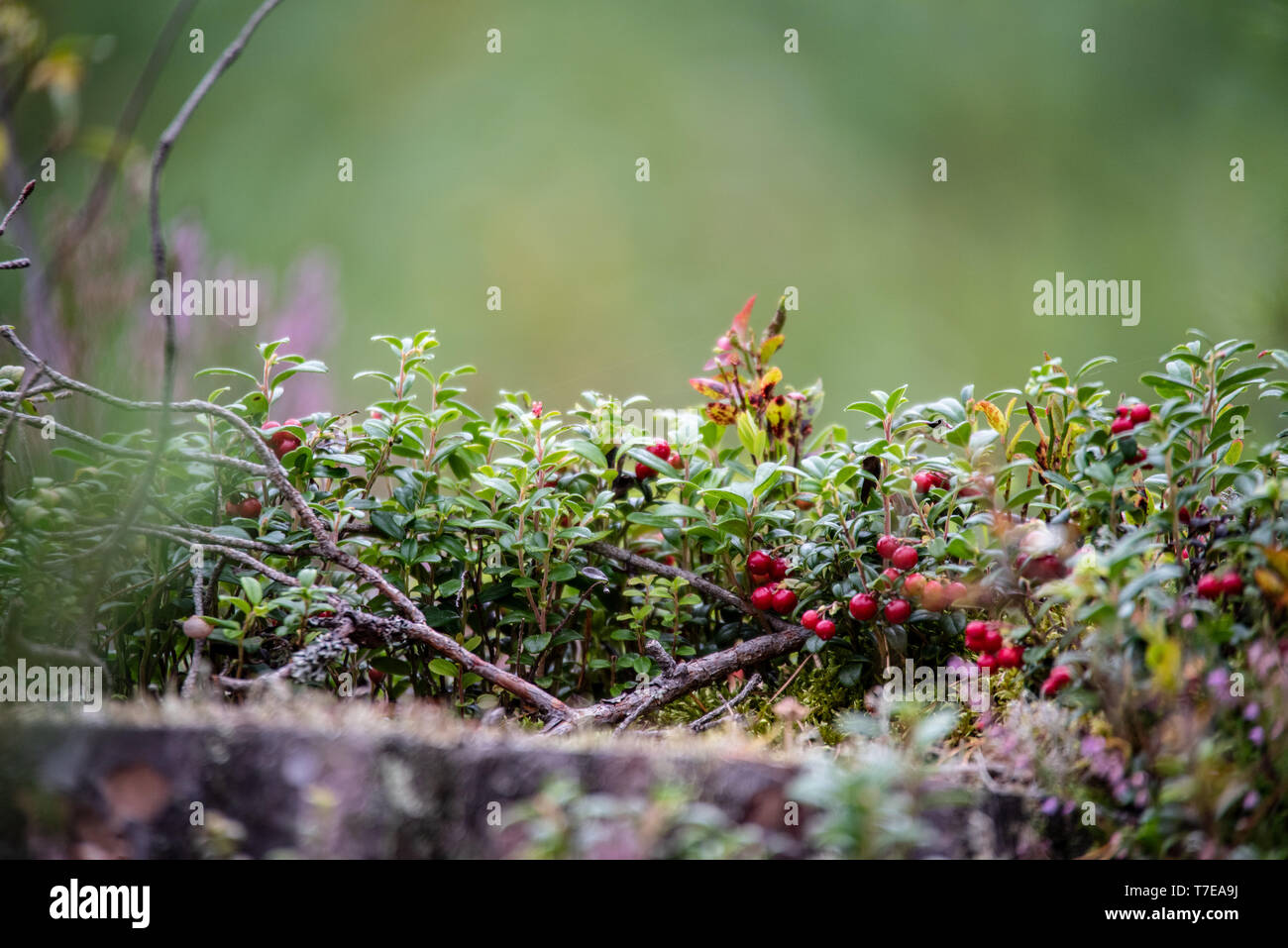 red lingonberry cranberries growing in moss in forest. autumn, blur ...